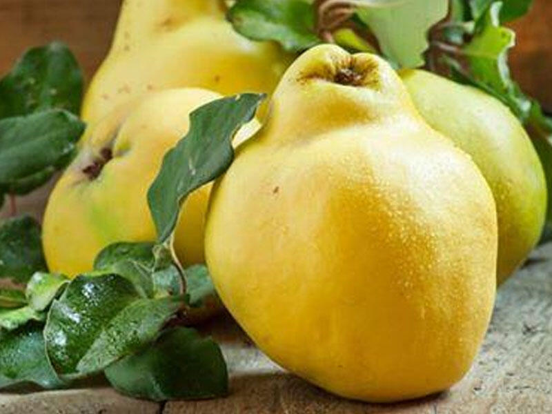 Heyva tumunun saysız-hesabsız faydaları