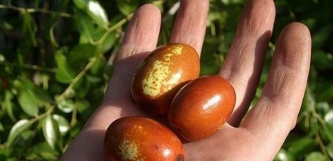 İnnabın faydaları